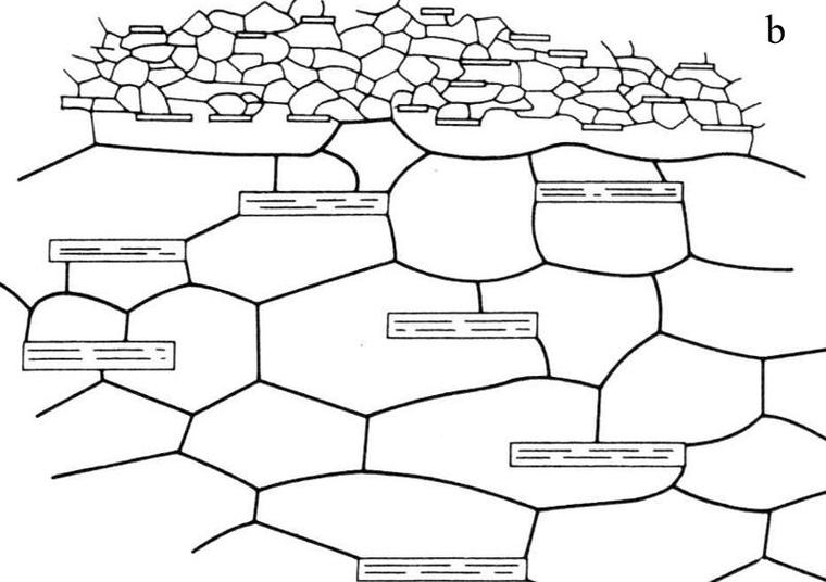 变质岩的基本特征和分类命名-岩土培训讲义-筑龙岩土工程论坛